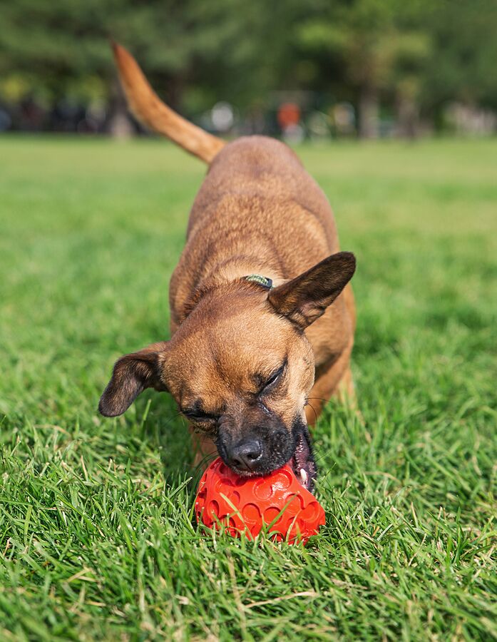 Chiweenie - Breed characteristics and facts | DogsGossip.com